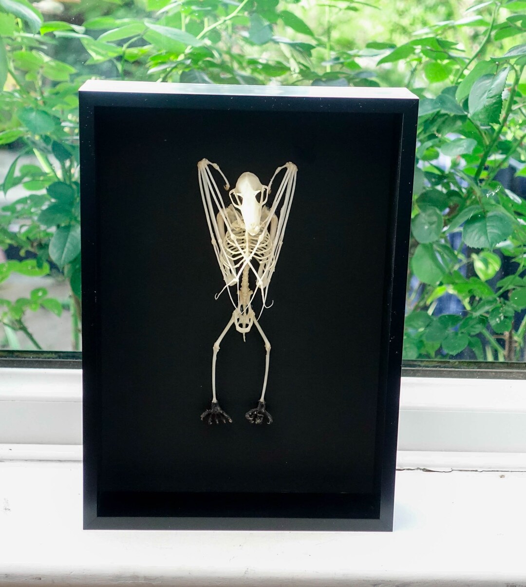 Real Skeleton Bat Big Skeleton Halloween Bat Skeleton Bat - Etsy