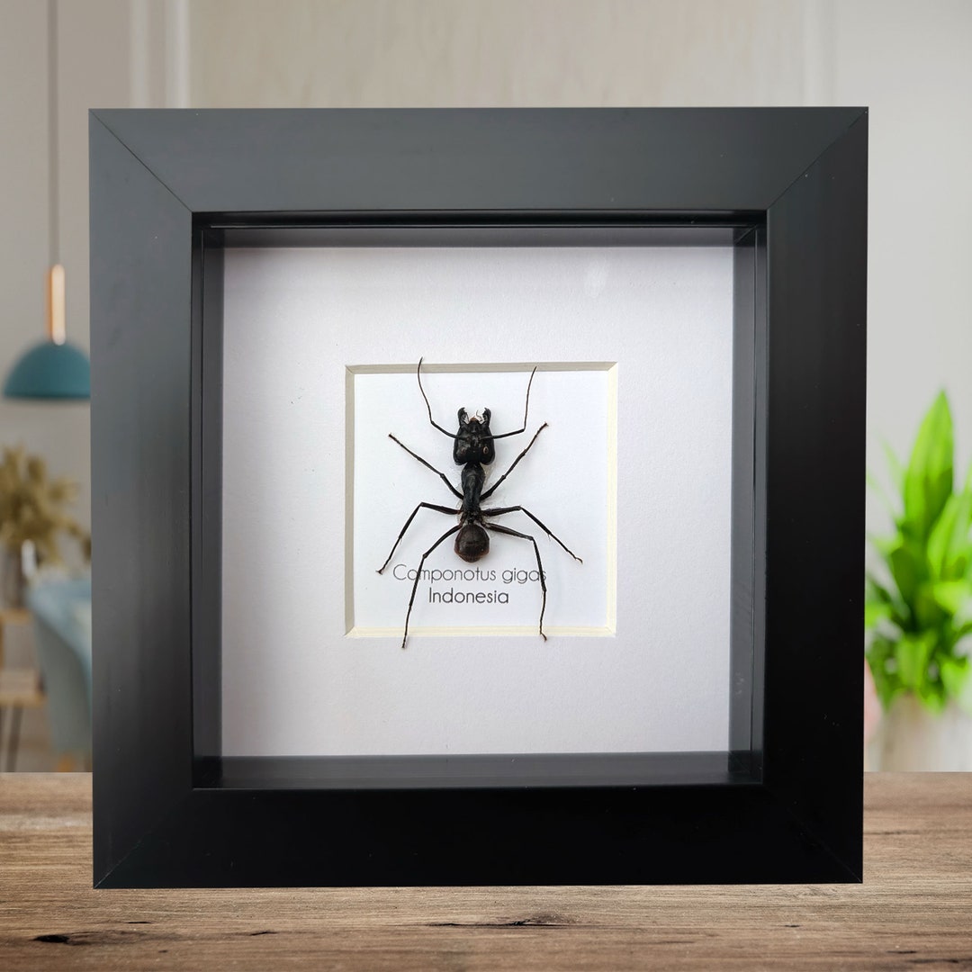 Camponotus Gigas, Giant Ant, Taxidermy, Wall Decor, Entomology Present ...