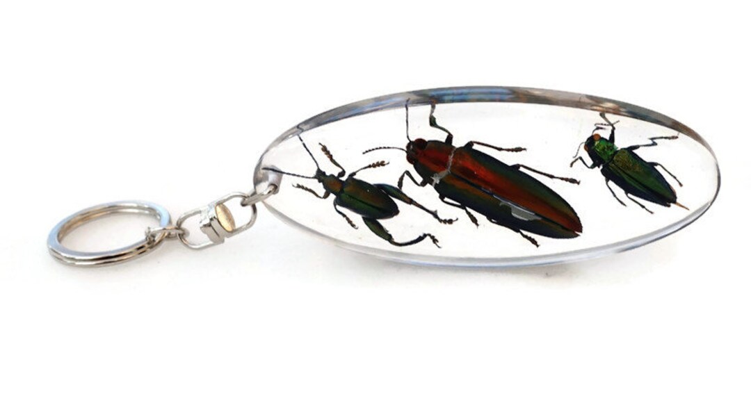 Jewel Beetles and Frog Beetle Keyring, Chrysochroa Aurora, Sagra ...