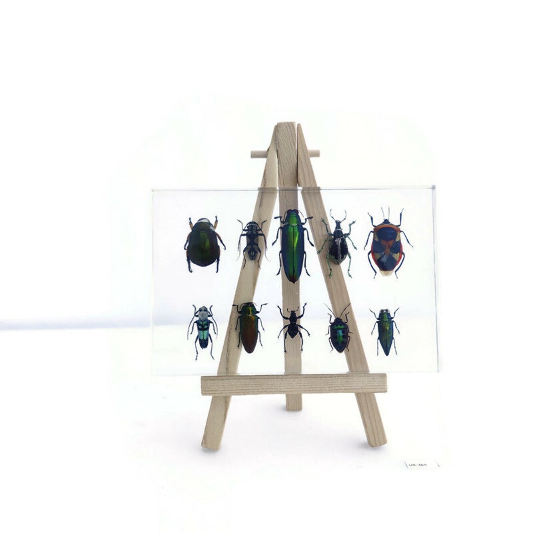 Mixed Bugs in a Resin Block, Paperweight Gift Box and Easel, Bugs in ...