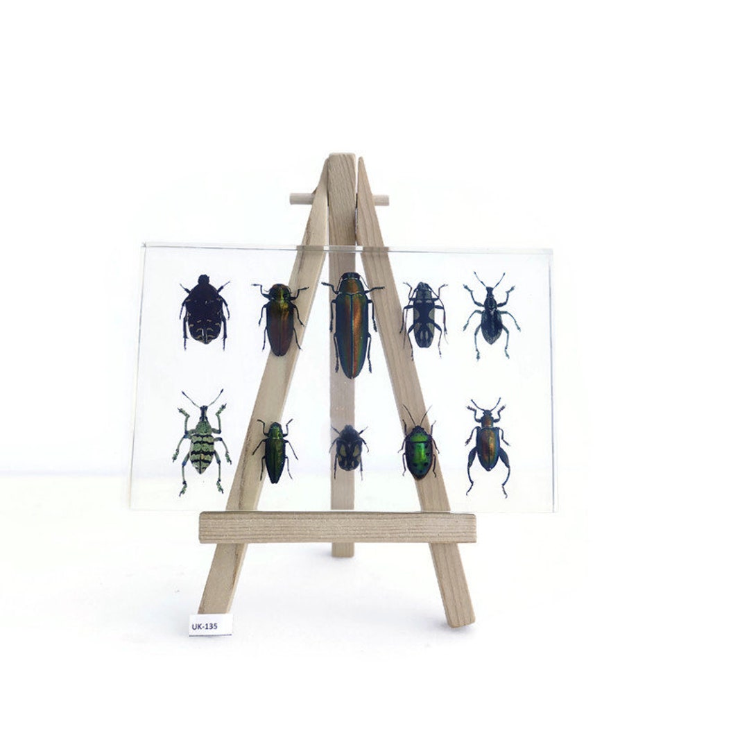 Mixed Bugs in a Resin Block, Paperweight Gift Box and Easel, Bugs in ...