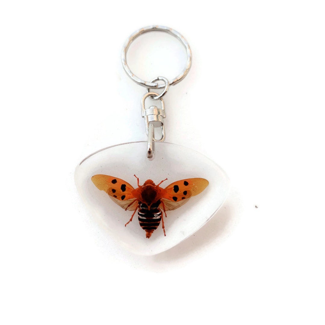 Pentatomidae Ssp Male, Resin Keyring, Real Bug Keyring, Taxidermy Stink ...