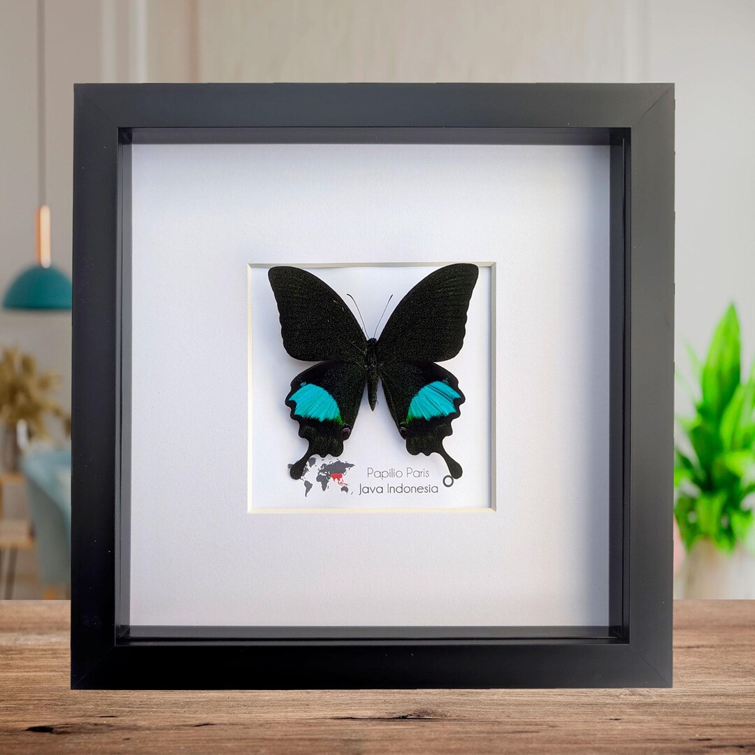 Papilio Paris, the Paris Peacock, Framed Butterfly, Taxidermy Butterfly ...