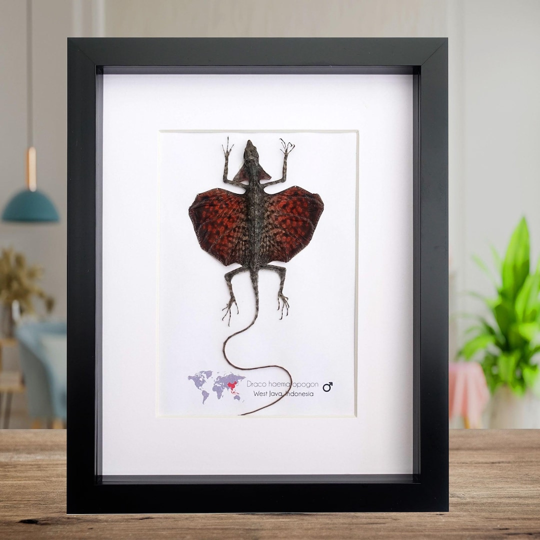 Framed Sumatran Flying Dragon Specimen: Draco Haematopogon (8x10) - Etsy