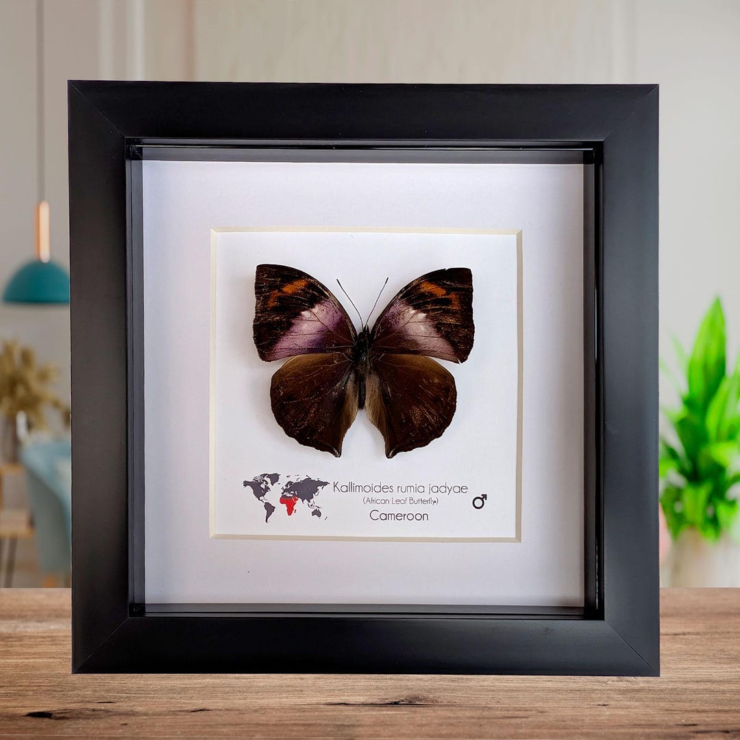 Kallimoides Rumia Male, African Leaf Butterfly, Bug Art, Taxidermy Moth ...