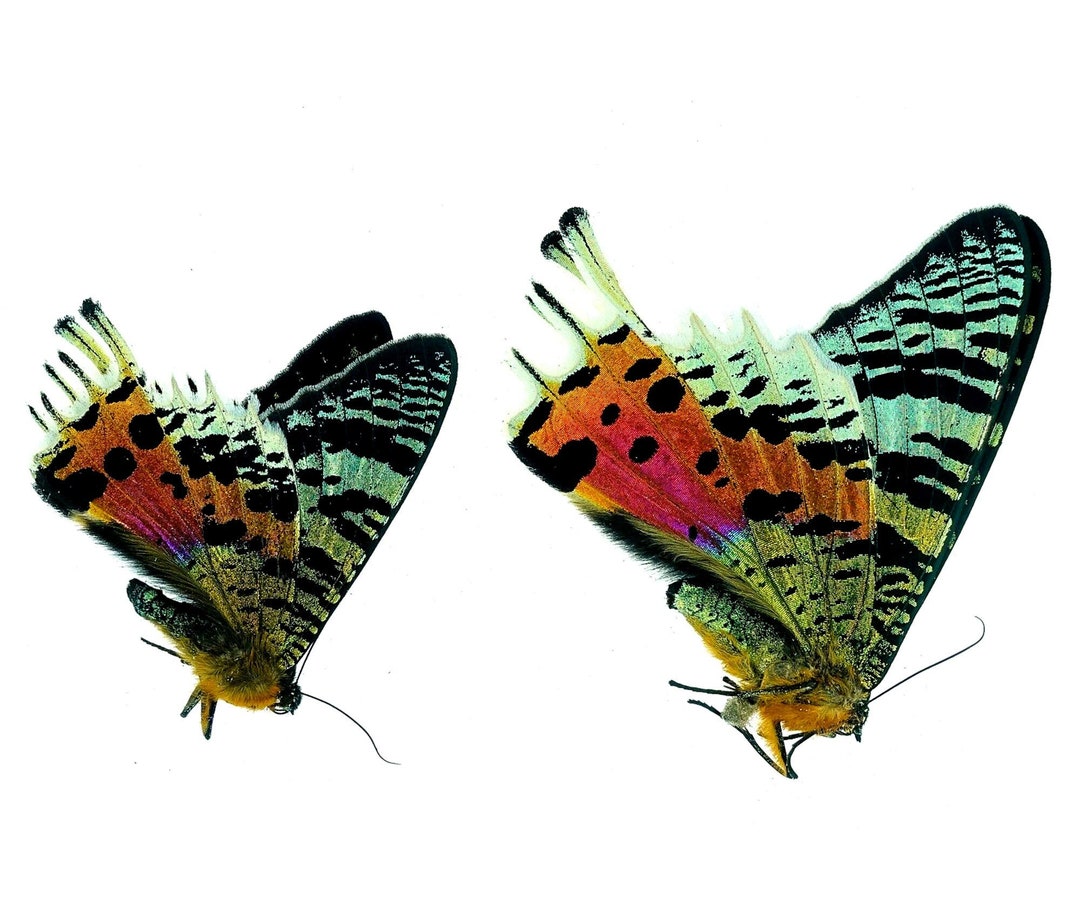 Urania Ripheus, Chrysiridia Rhipheus, Madagascan Sunset Mot, Dried ...