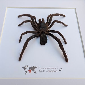 Hysterocrates Gigas, Cameroon Red Baboon Spider, Giant Tarantula From ...