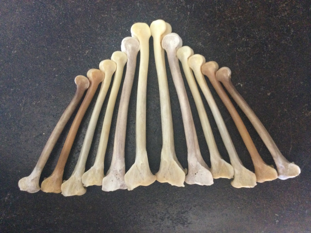 Paired Adult Chicken Tibia Bones - Etsy