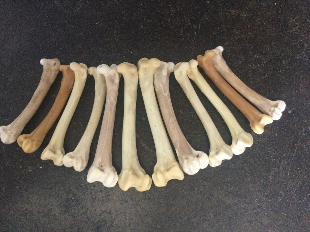Paired Adult Chicken Femur Bones - Etsy