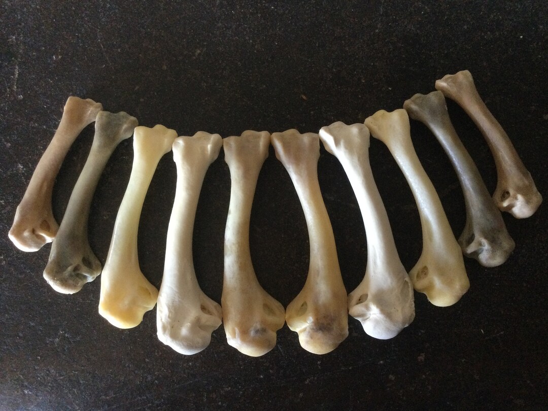Paired Adult Chicken Humerus Bones - Etsy