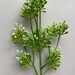 White/green Berry Spray Bunch - Etsy UK