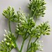 White/green Berry Spray Bunch - Etsy UK