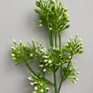 White/green Berry Spray Bunch - Etsy UK