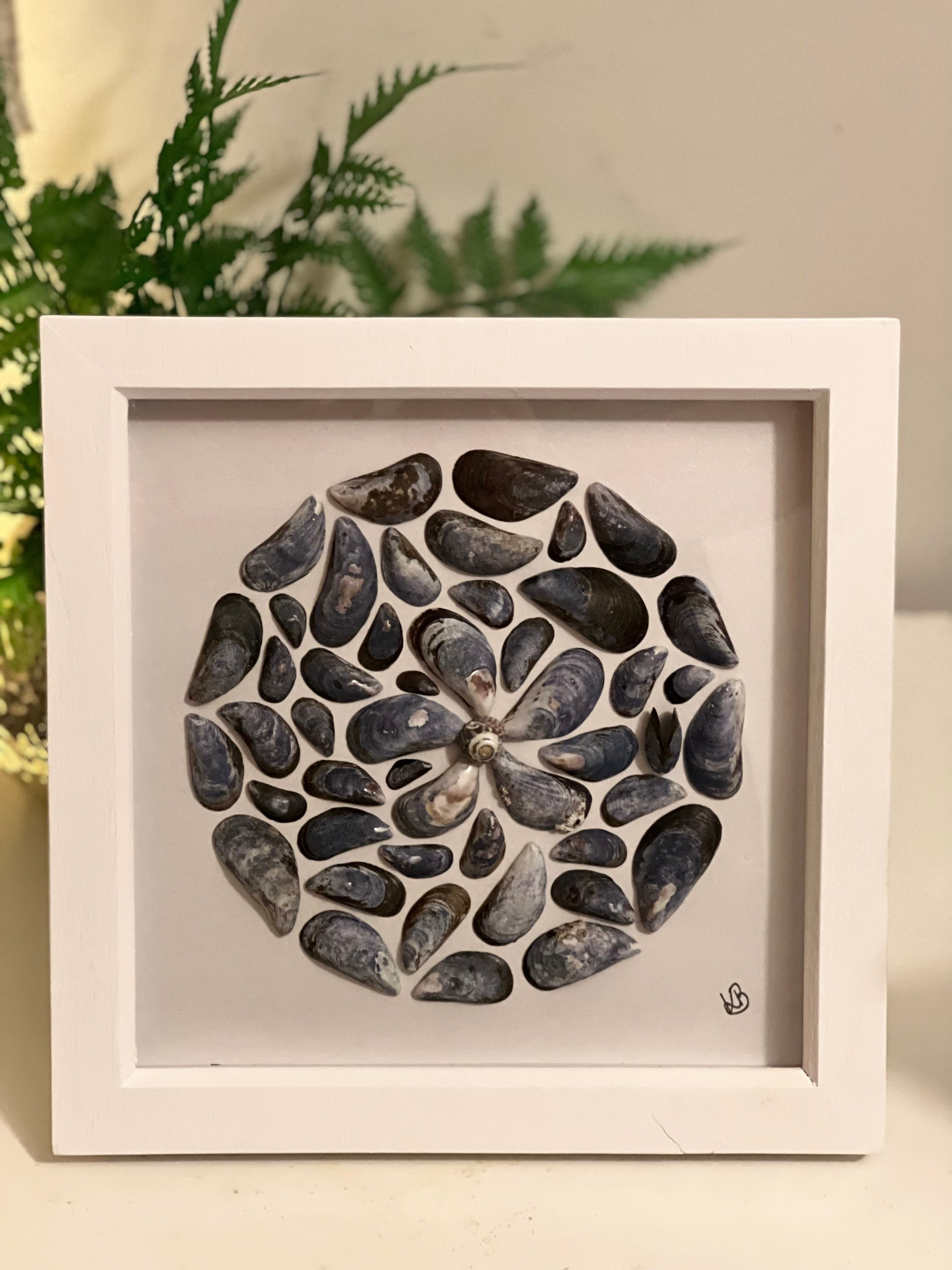 Cornish Round Mussel Shell Picture in White Deep Box Frame - Etsy