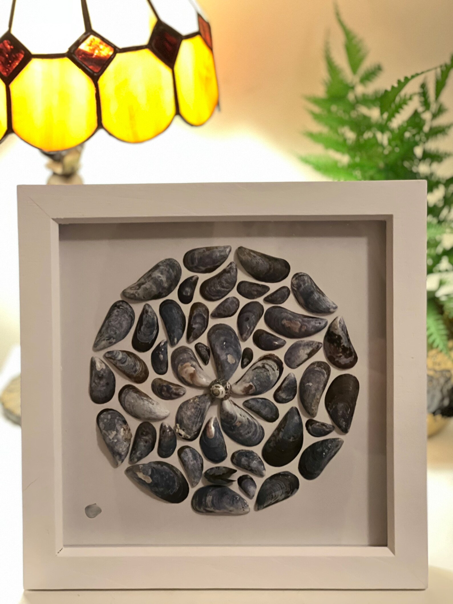 Cornish Round Mussel Shell Picture in White Deep Box Frame - Etsy