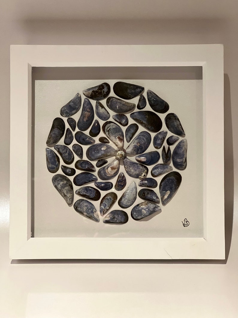 Cornish Round Mussel Shell Picture in White Deep Box Frame - Etsy