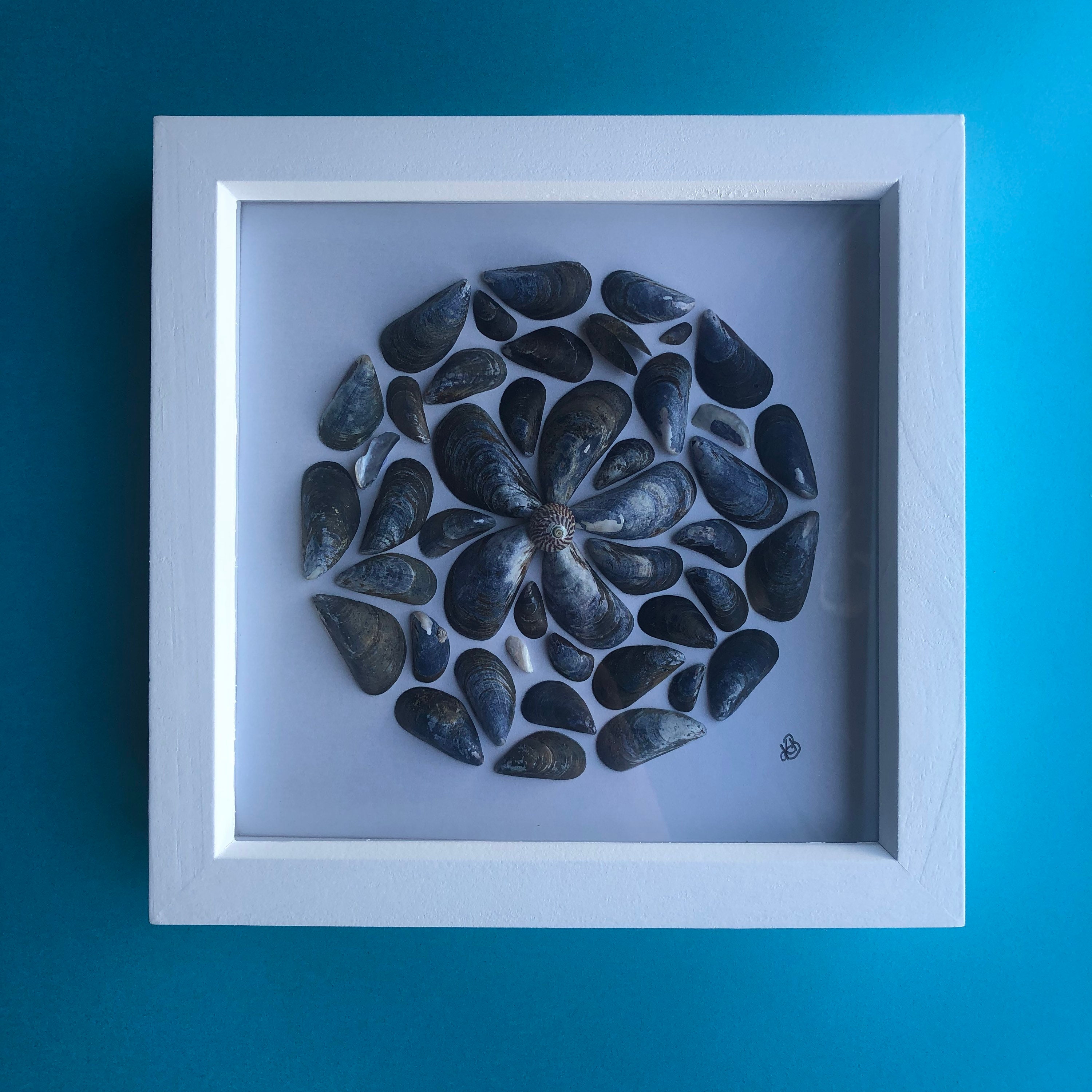 Cornish Round Mussel Shell Picture in White Deep Box Frame - Etsy