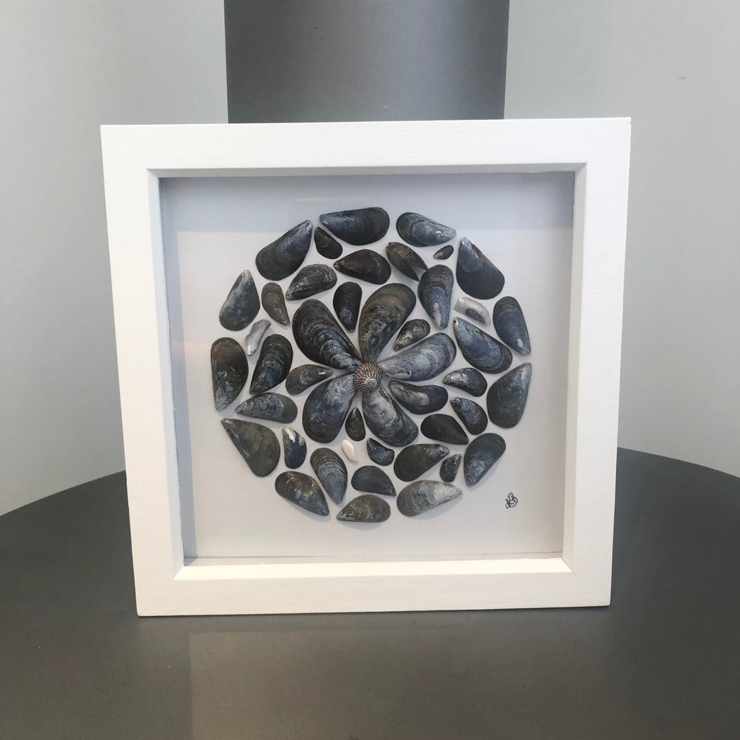 Cornish Round Mussel Shell Picture in White Deep Box Frame - Etsy