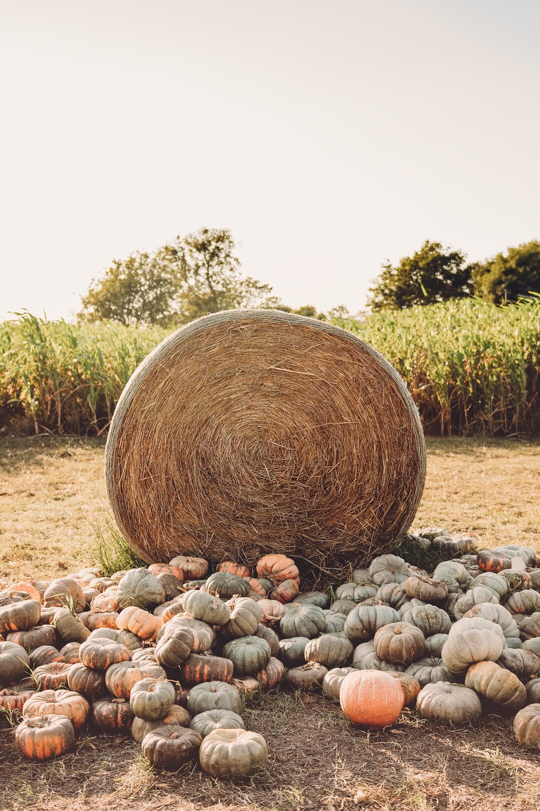 Rustic Hay Bale & Pumpkins Digital Backdrop | Fall Newborn Photography ...