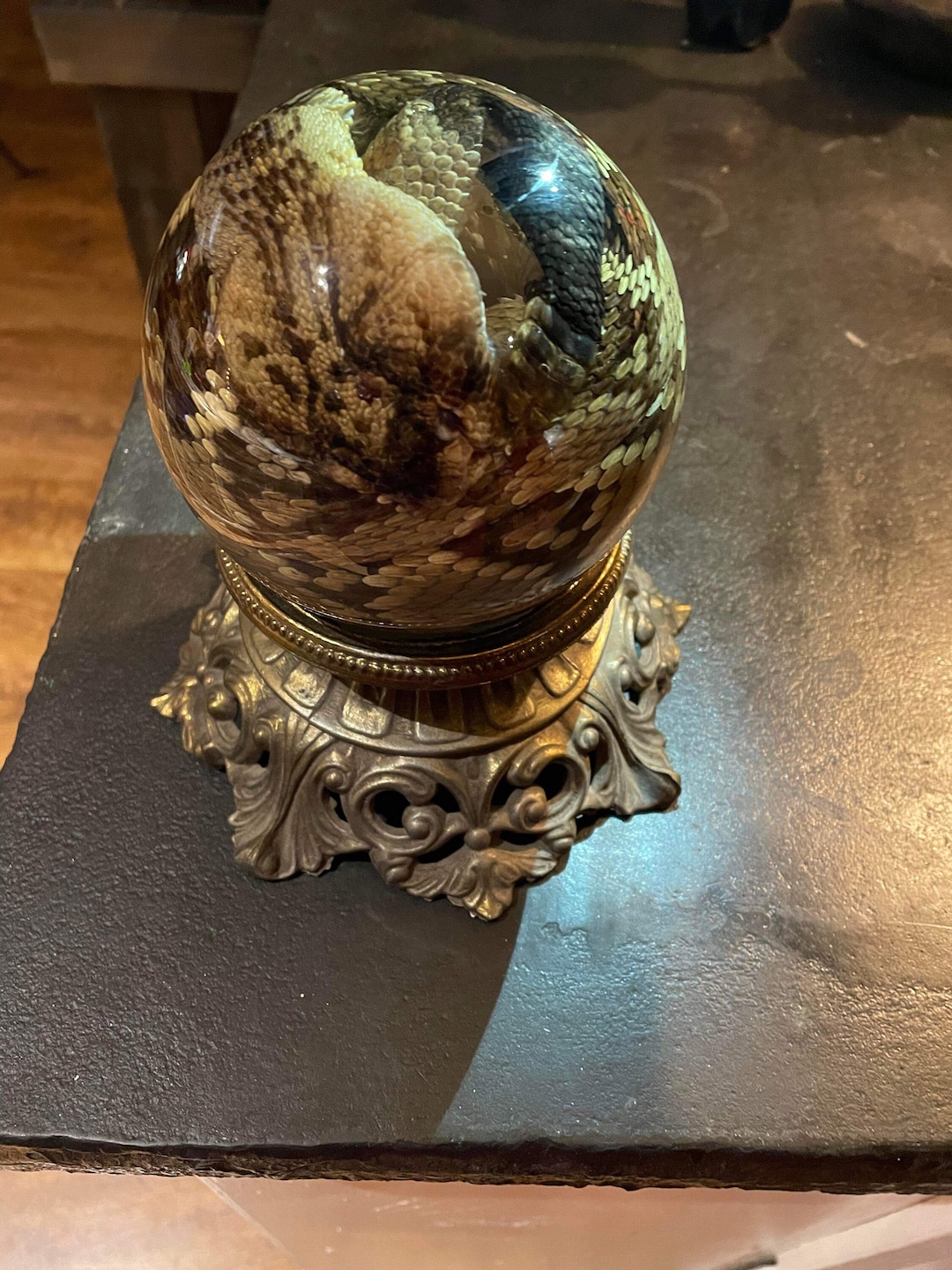 Big Ole Fat Headed Snake Wet Specimen // Venemous Black Tail ...