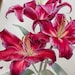 Original Hand-painted Lilies Watercolor Painting: Floral Wall Art - Etsy