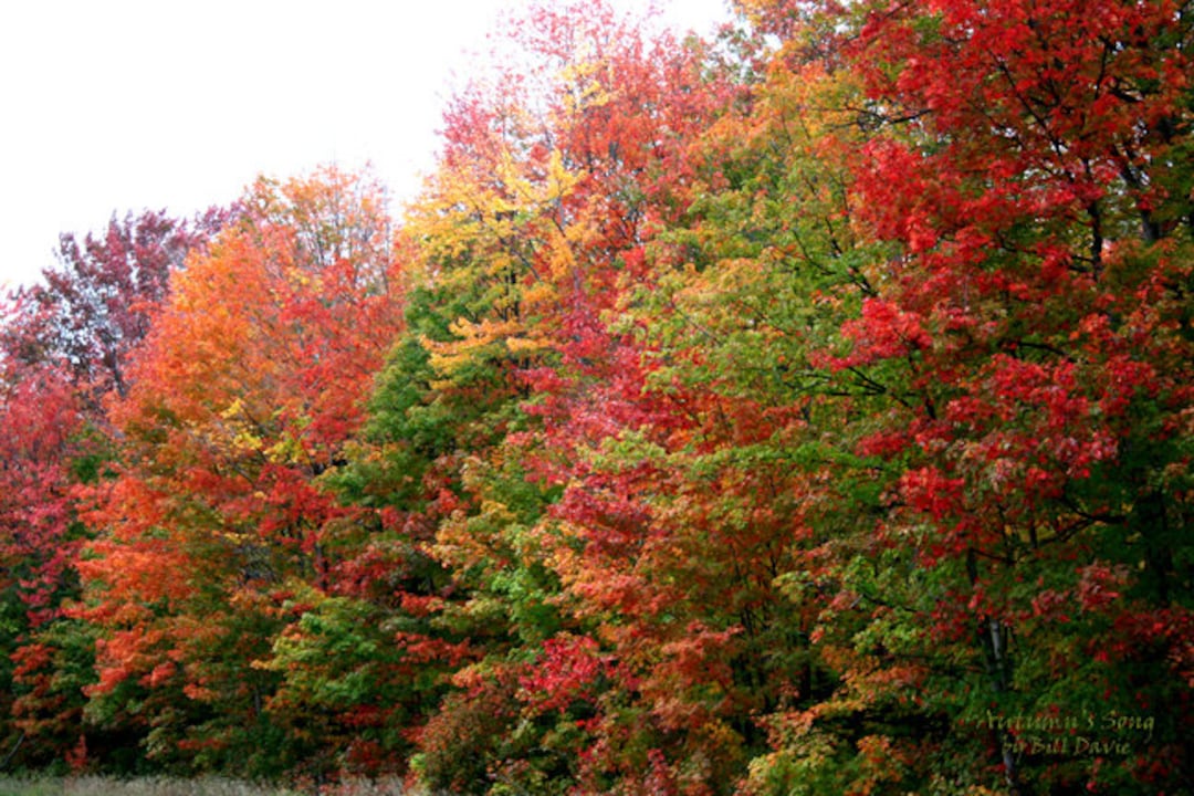 Michigan's Upper Peninsula Fall Colors - Etsy