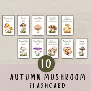 Mushroom Flashcards for Kids | Wild Mushroom | Autumn Nature Study ...