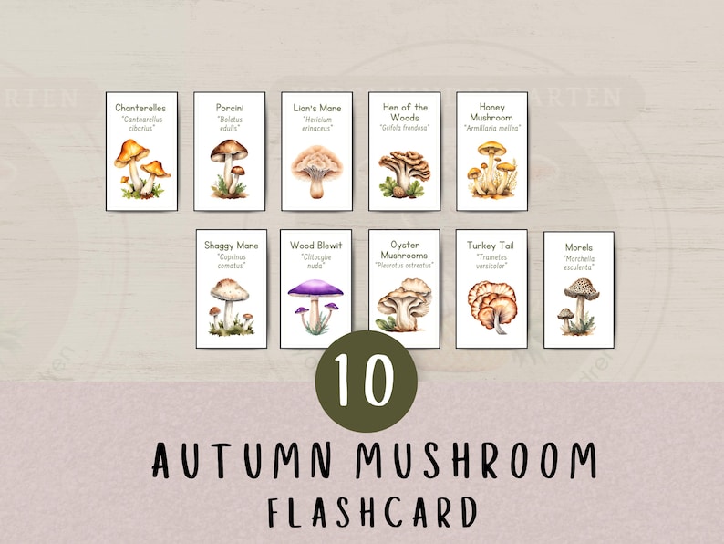 Mushroom Flashcards for Kids | Wild Mushroom | Autumn Nature Study ...