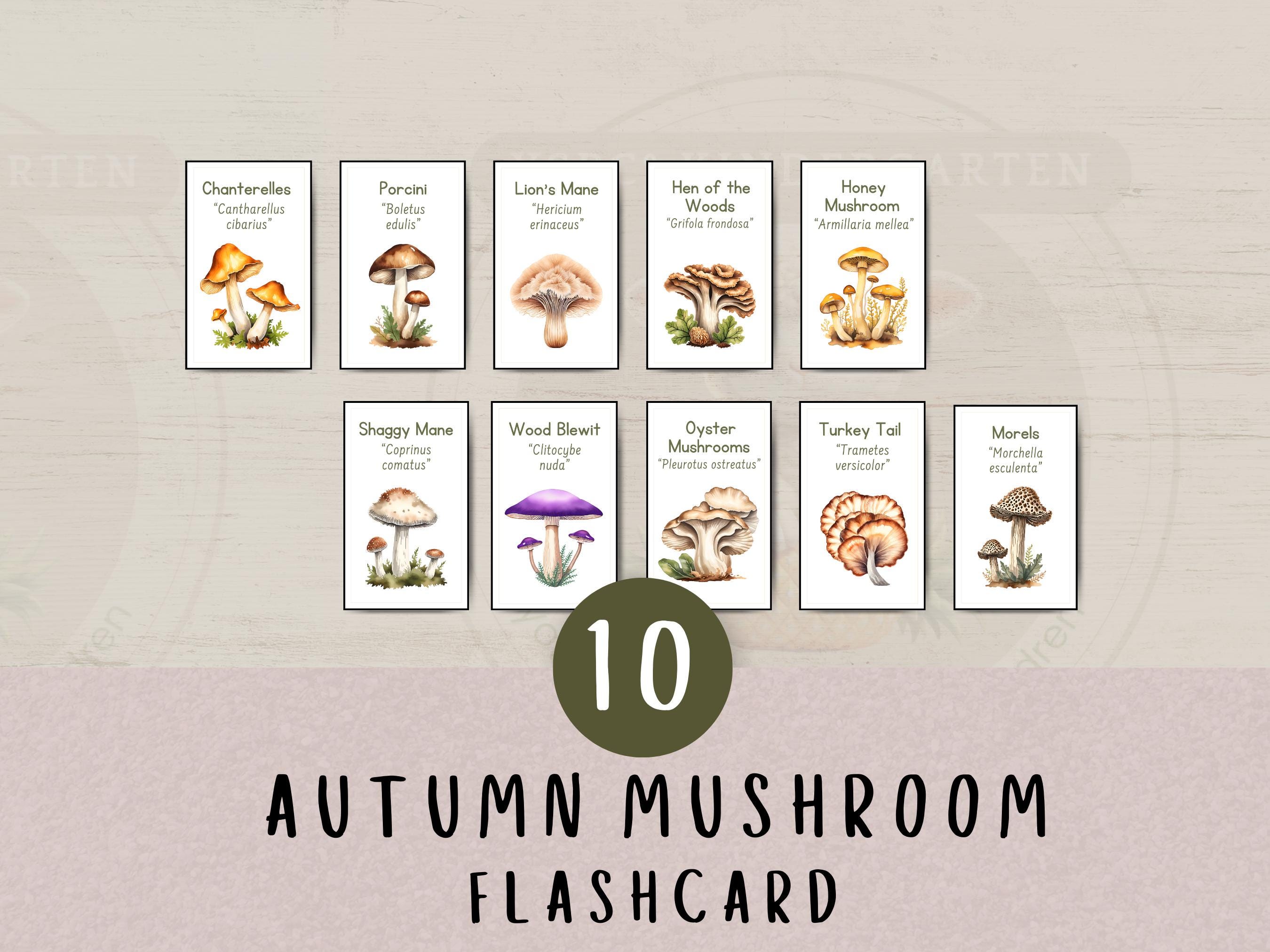Mushroom Flashcards for Kids | Wild Mushroom | Autumn Nature Study ...