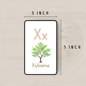 Tree Alphabet Flashcards | A to Z Printable Cards for Kids | ABC ...