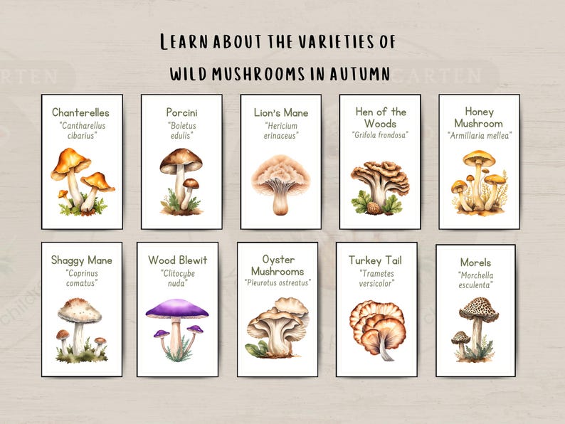 Mushroom Flashcards for Kids | Wild Mushroom | Autumn Nature Study ...