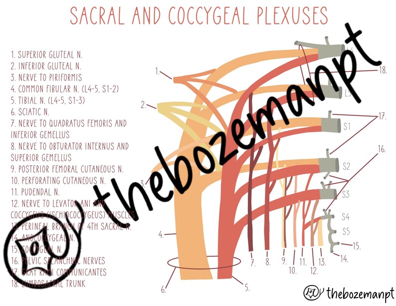 Lumbar, Sacral, Coccygeal Plexus Diagram: PT, OT, Med Student Study ...