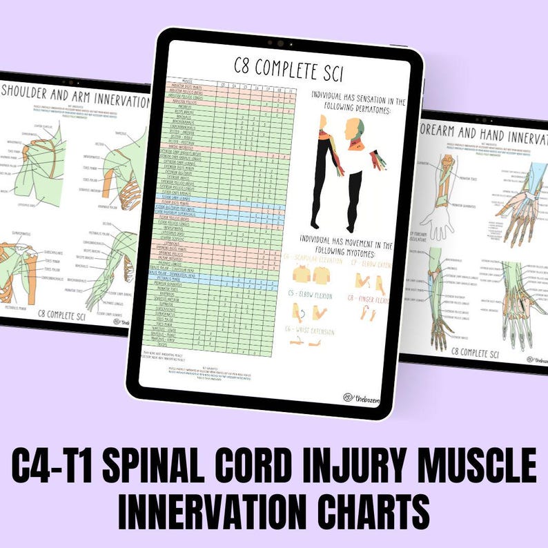 Cervical Spinal Cord Injury Muscle Innervation Chart | Quadriplegia ...