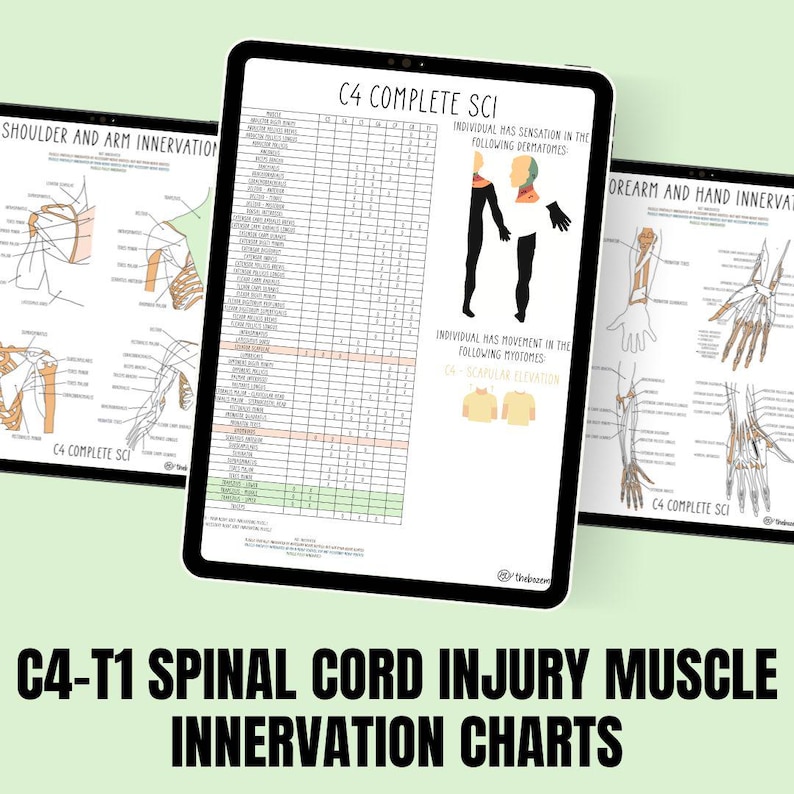 Cervical Spinal Cord Injury Muscle Innervation Chart | Quadriplegia ...