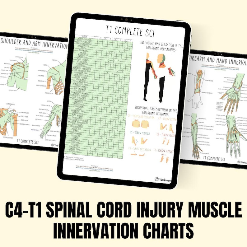 Cervical Spinal Cord Injury Muscle Innervation Chart | Quadriplegia ...