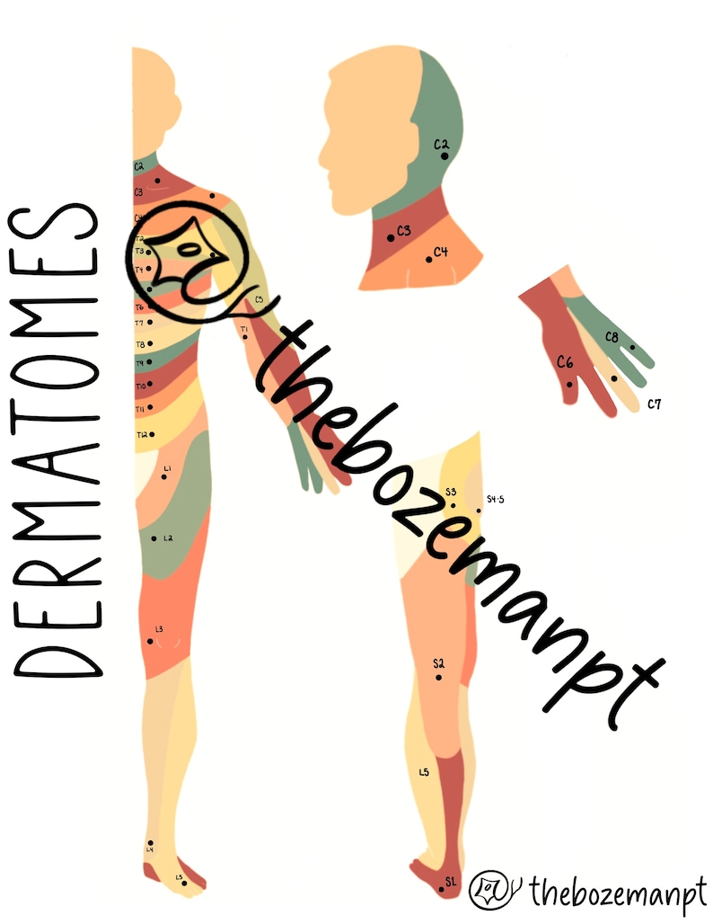 Myotome and Dermatome Handout - Study Guide - Physical Therapy - Med ...