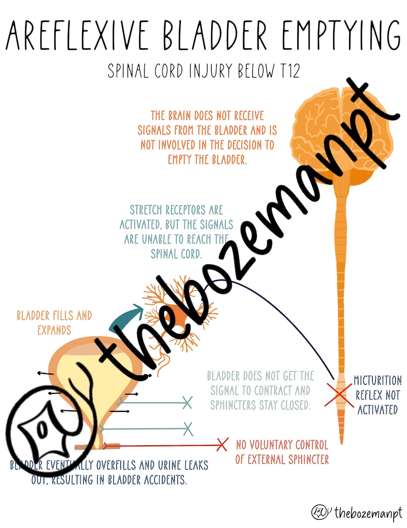Bowel and Bladder Emptying - Spinal Cord Injury - Neurological Injury ...