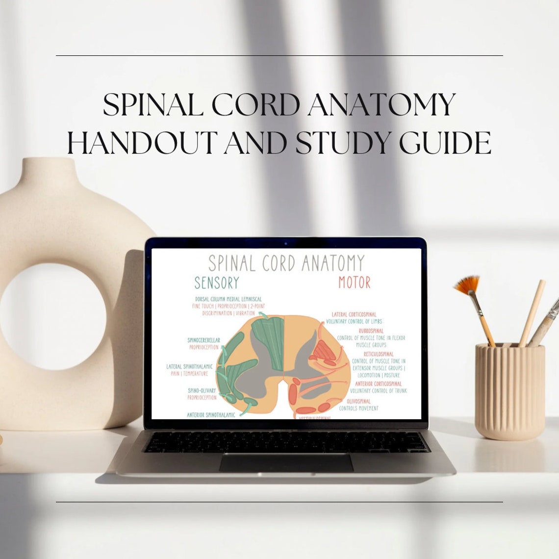 Spinal Cord Anatomy Pathways | Motor & Sensory Tracts PDF - Etsy
