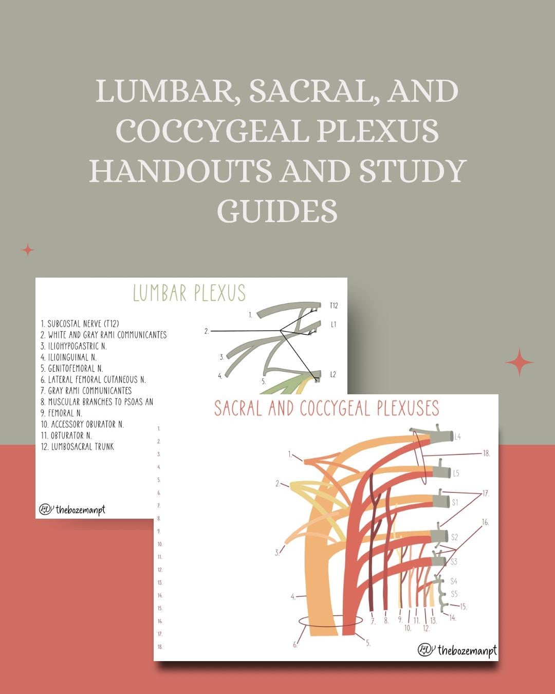 Brachial Plexus Diagram, Erb's Palsy, Klumpke's Palsy, Study Guide - PT ...