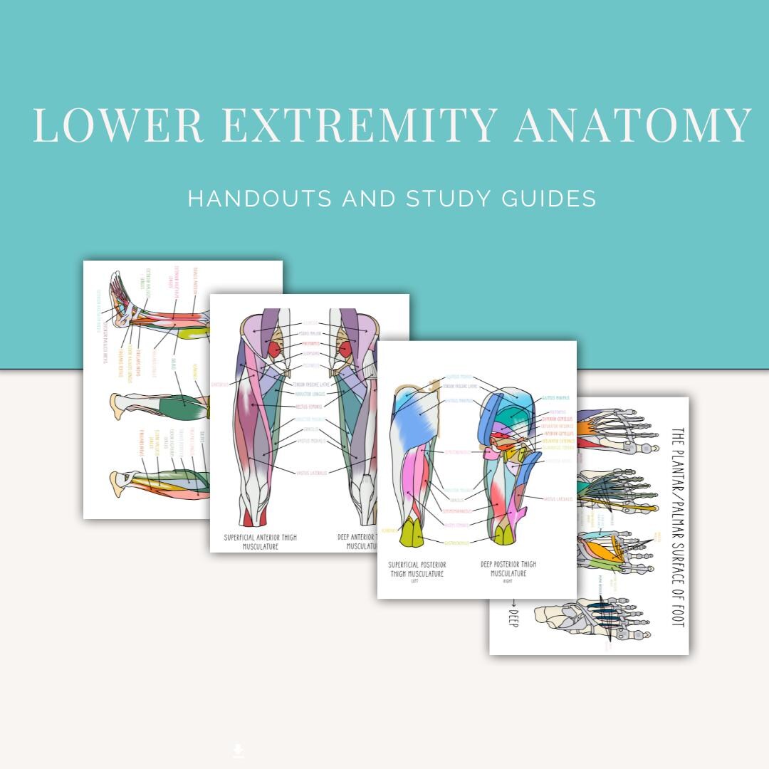Lower Extremity Anatomy Study Guide and Handout | Digital Download ...