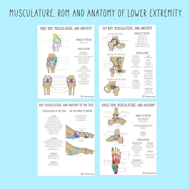Lower Extremity Anatomy, Musculature, ROM Study Guide and Handout ...