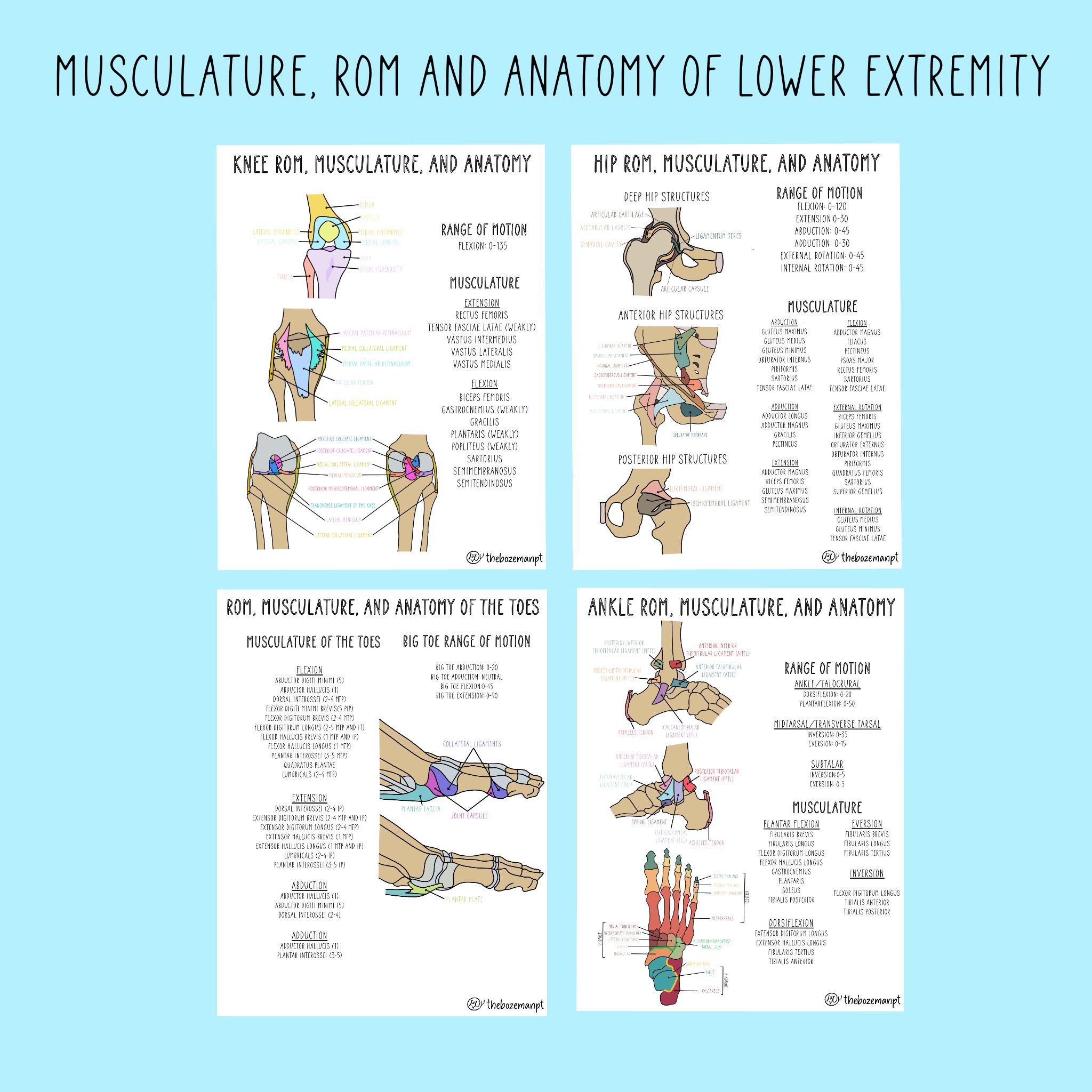 Lower Extremity Anatomy, Musculature, ROM Study Guide and Handout ...