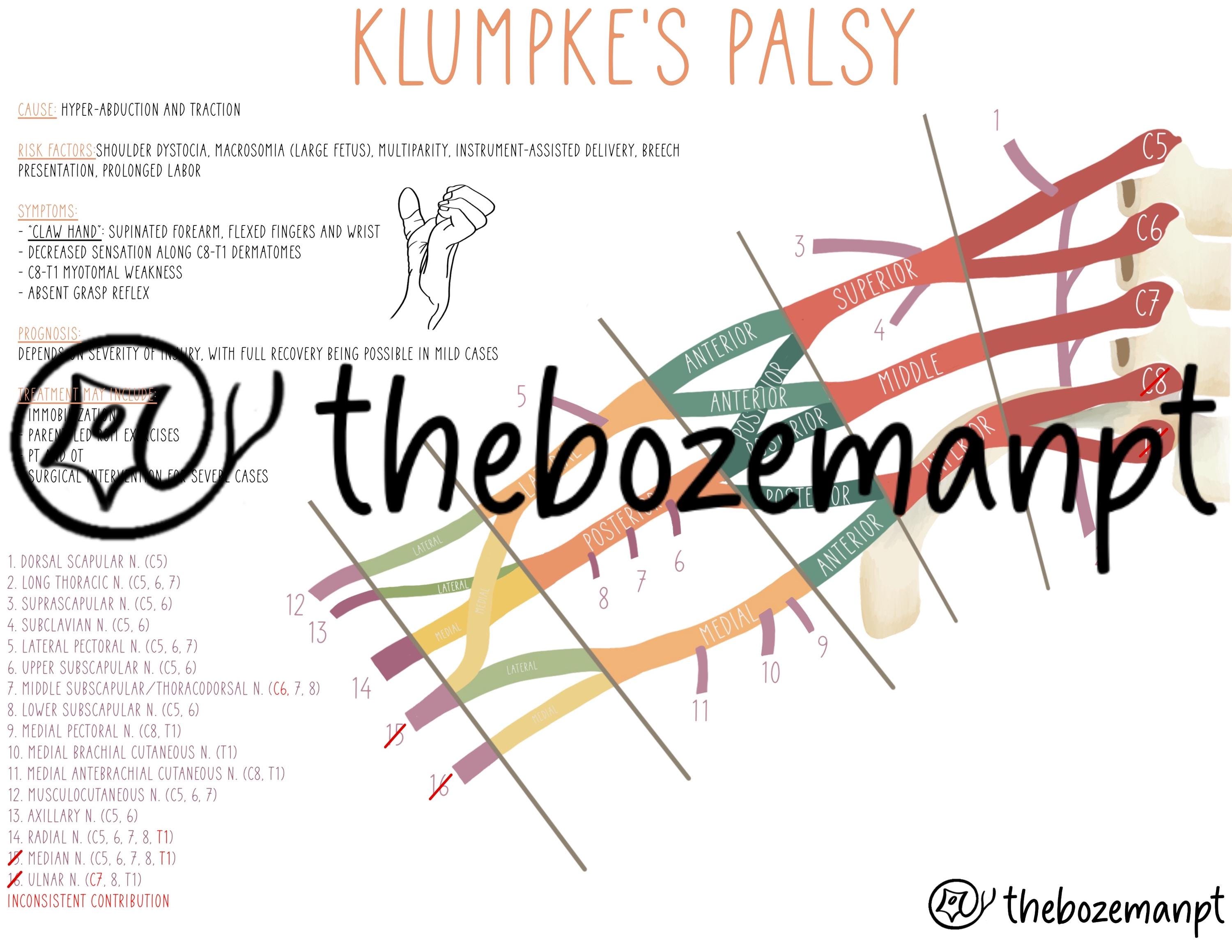 Brachial Plexus Diagram: Erb's & Klumpke's Palsy Study Guide (PDF) - Etsy
