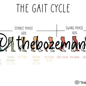 Gait Cycle | Physical Therapy | Occupational Therapy | Study Guide ...