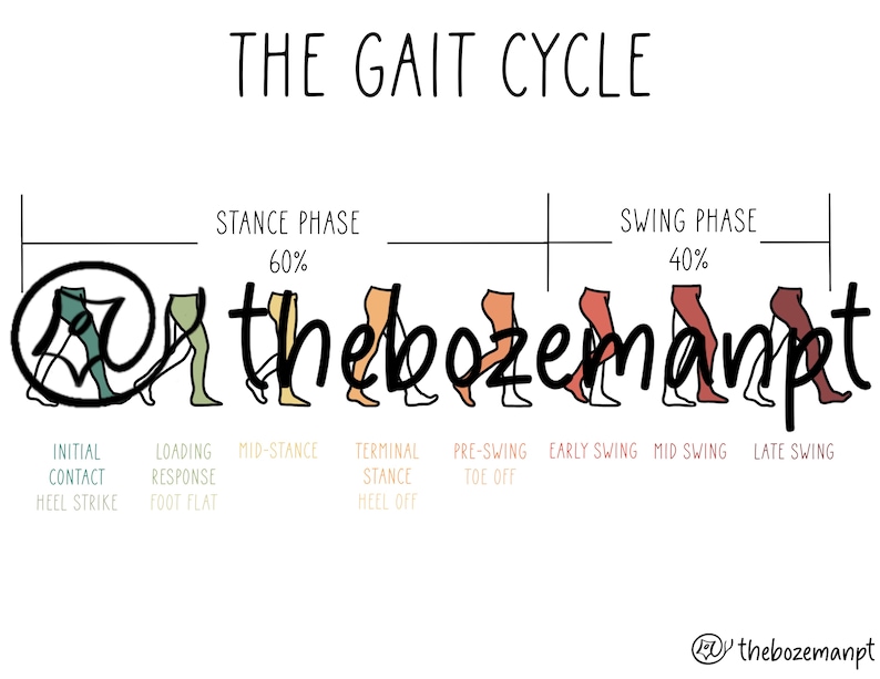 Gait Cycle | Physical Therapy | Occupational Therapy | Study Guide ...