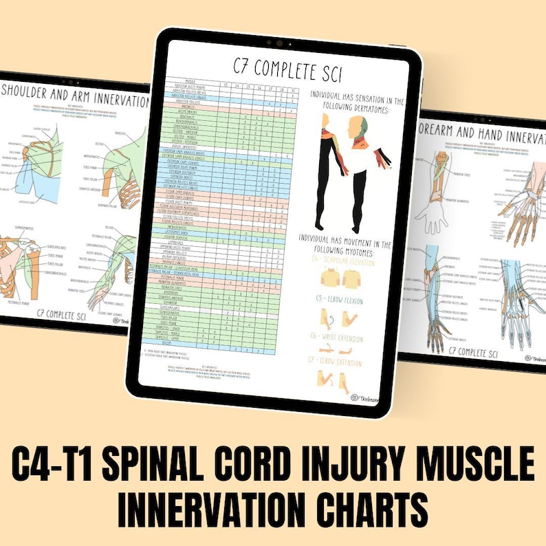 Cervical Spinal Cord Injury Muscle Innervation Chart | Quadriplegia ...