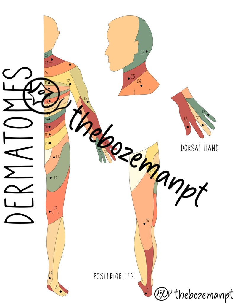 Myotome and Dermatome Handout - Study Guide - Physical Therapy - Med ...