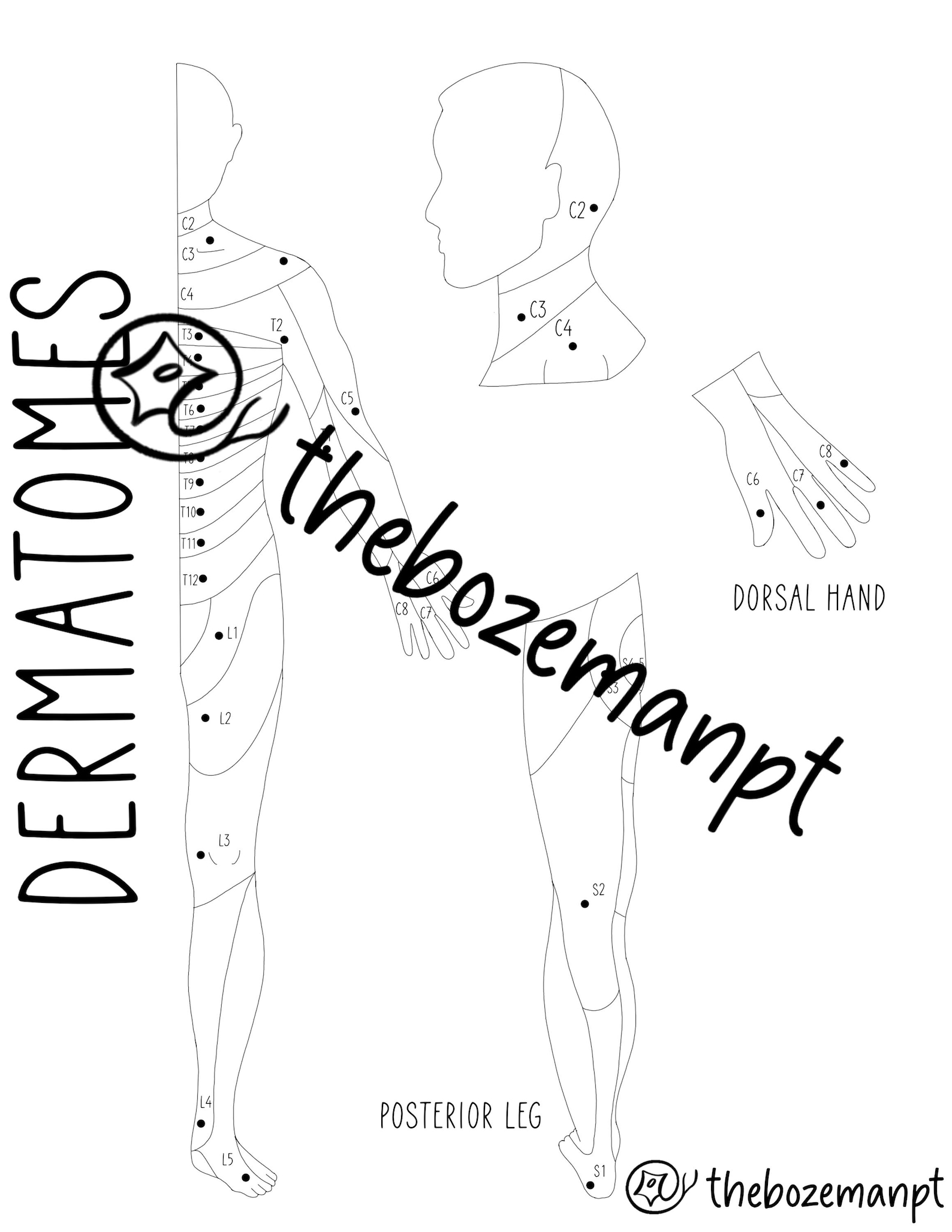 Myotome and Dermatome Handout - Study Guide - Physical Therapy - Med ...