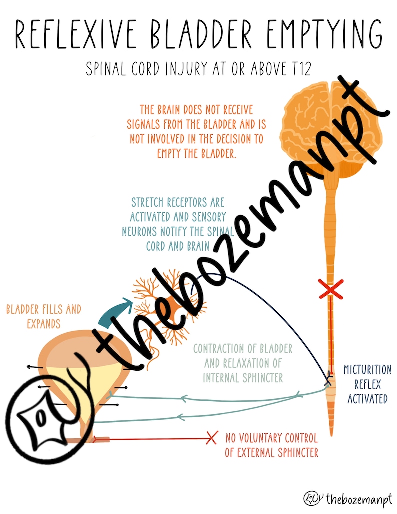 Bowel and Bladder Emptying - Spinal Cord Injury - Neurological Injury ...