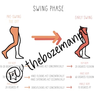 Gait Cycle | Physical Therapy | Occupational Therapy | Study Guide ...